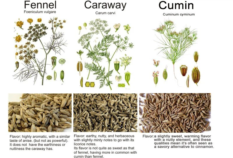Fennel Vscumin Vscaraway What Are The Difference Knowledge